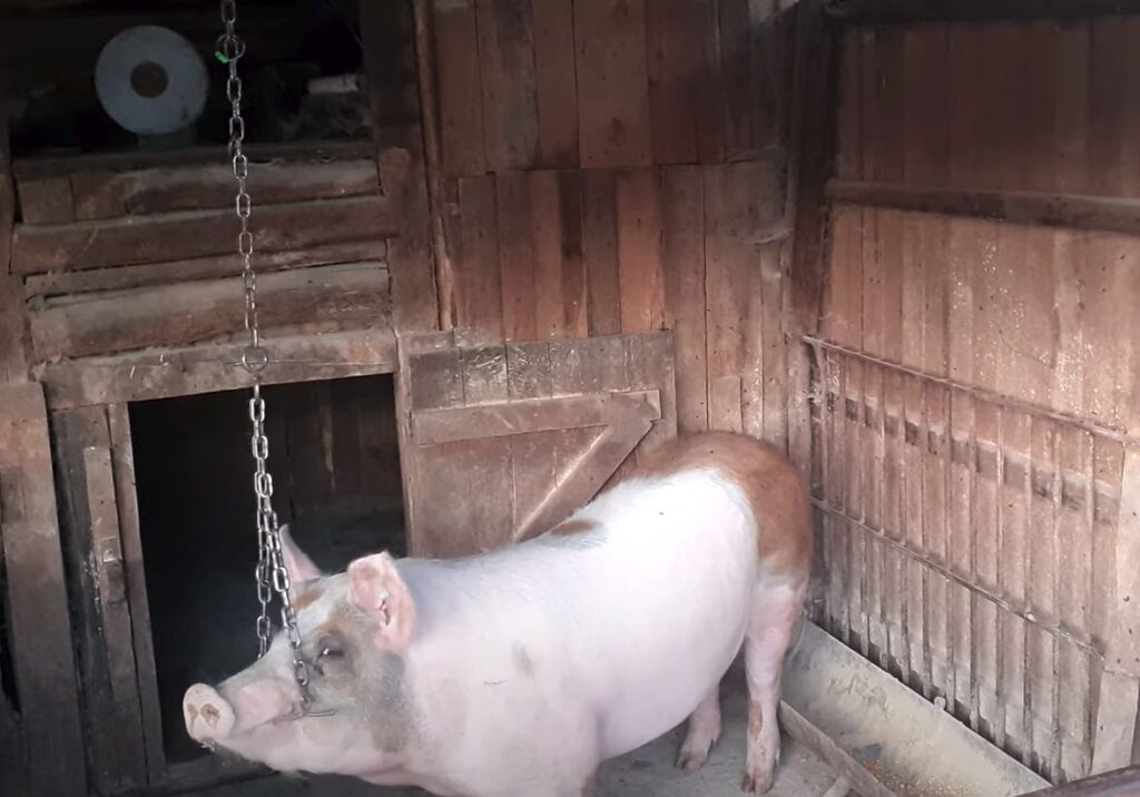 Cât a ajuns să cântărească cel mai mare porc din România. Îl cheamă Jardel și e din Vălenii de ...